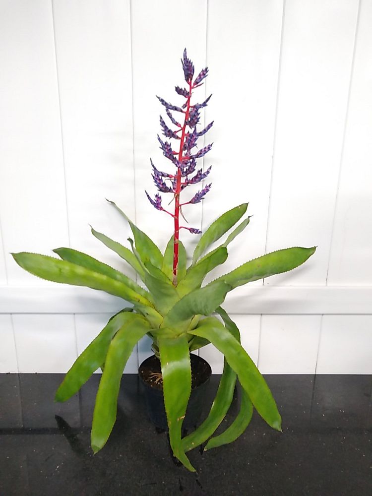 Dwarf Blue Tango Bromeliad | PlantVine