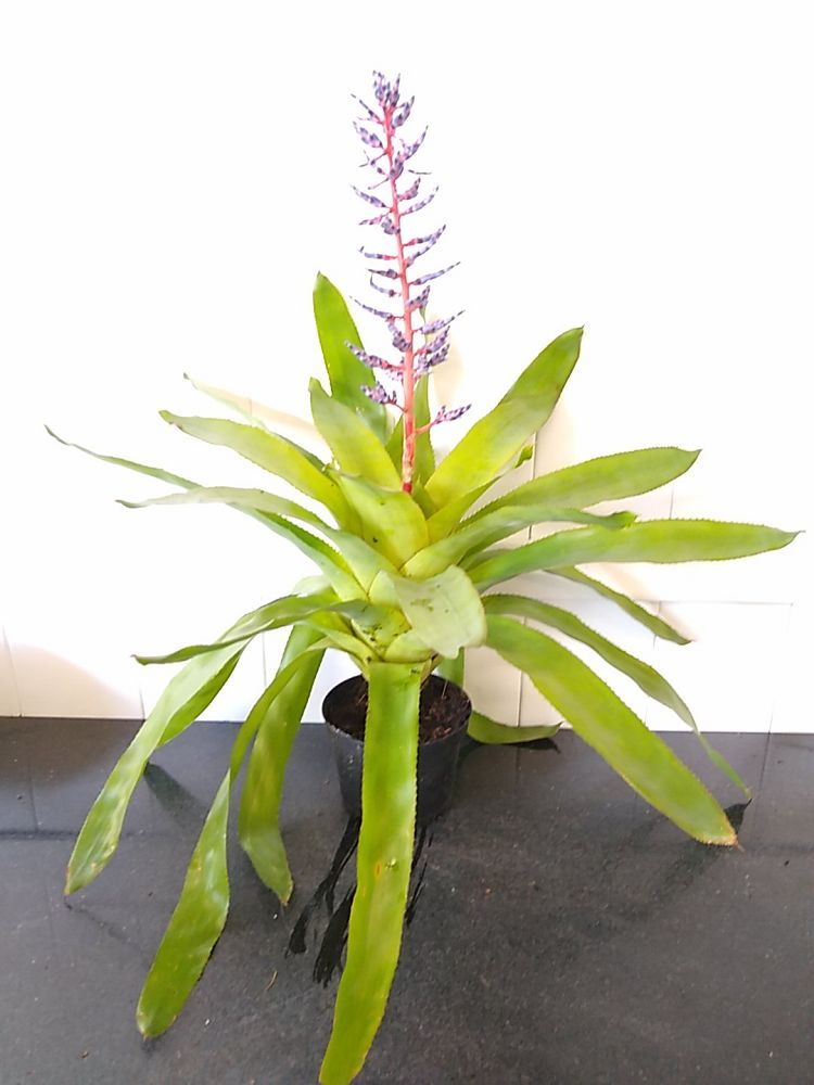 Dwarf Blue Tango Bromeliad | PlantVine