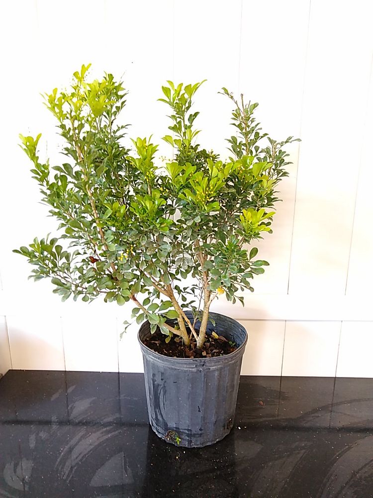 Chinese Perfume Tree, Aglaia odorata | PlantVine