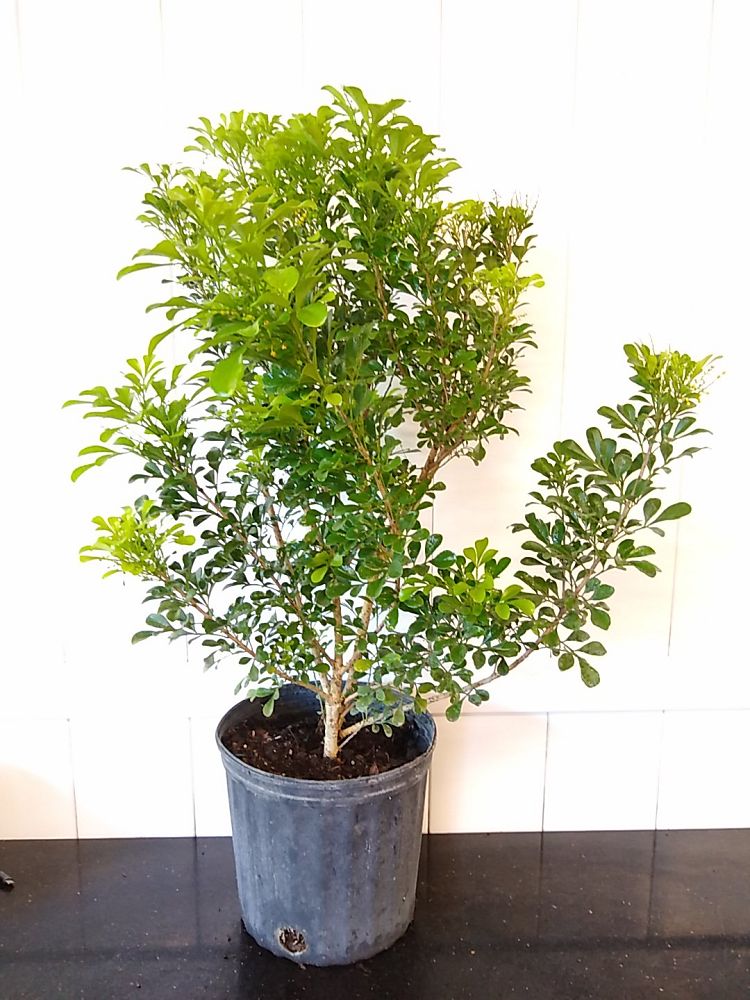 Chinese Perfume Tree, Aglaia odorata | PlantVine