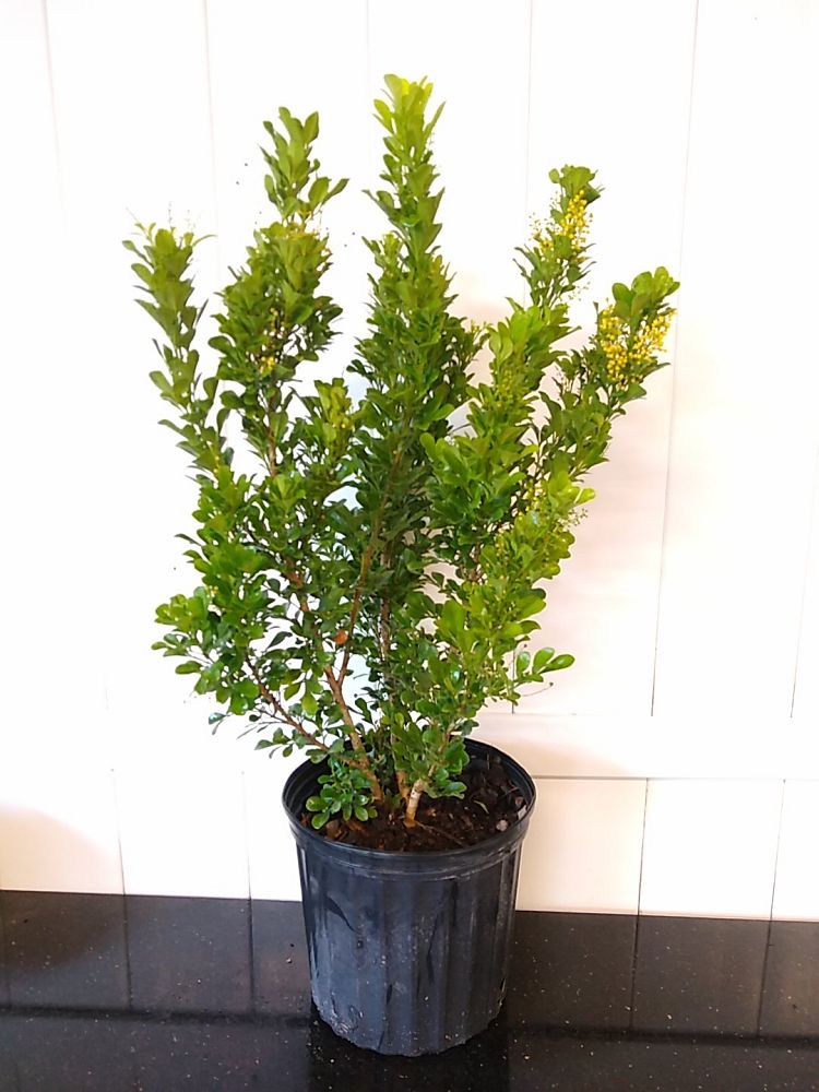 Chinese Perfume Tree, Aglaia odorata | PlantVine