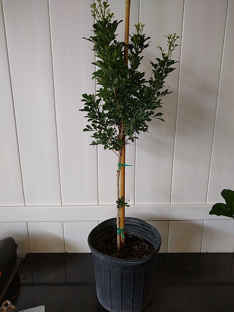 Chinese Perfume Tree | PlantVine