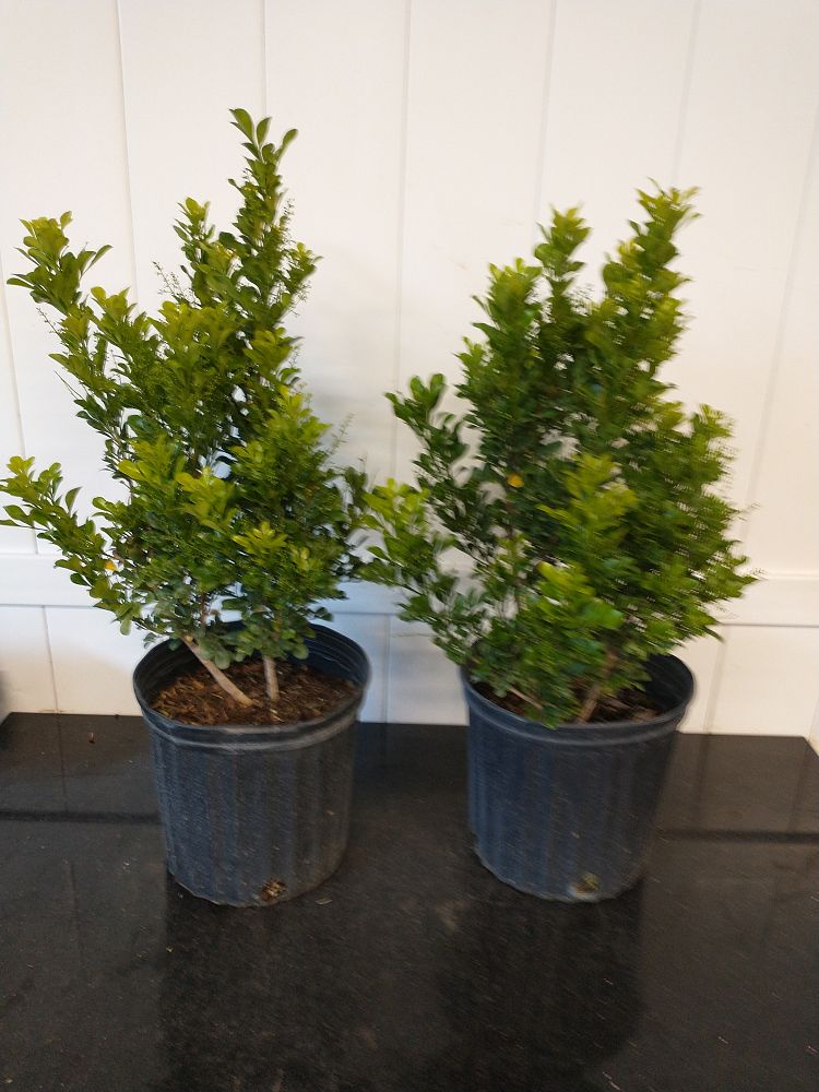 Chinese Perfume Tree | PlantVine