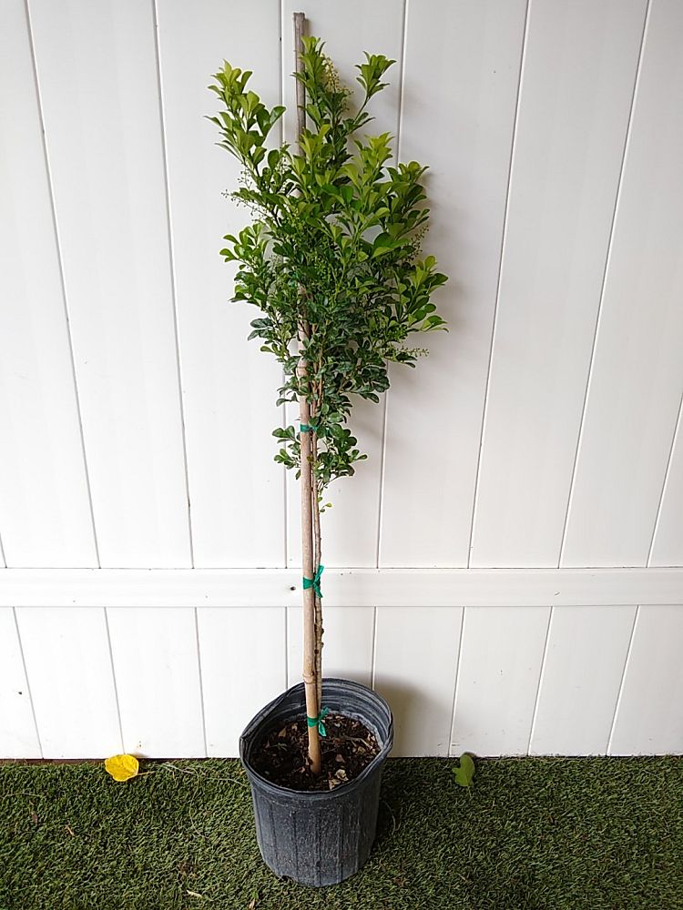 Chinese Perfume Tree | PlantVine