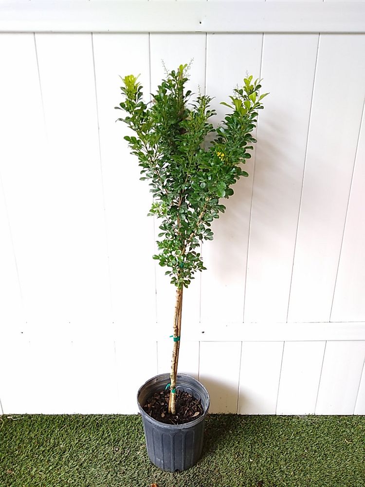 Chinese Perfume Tree | PlantVine