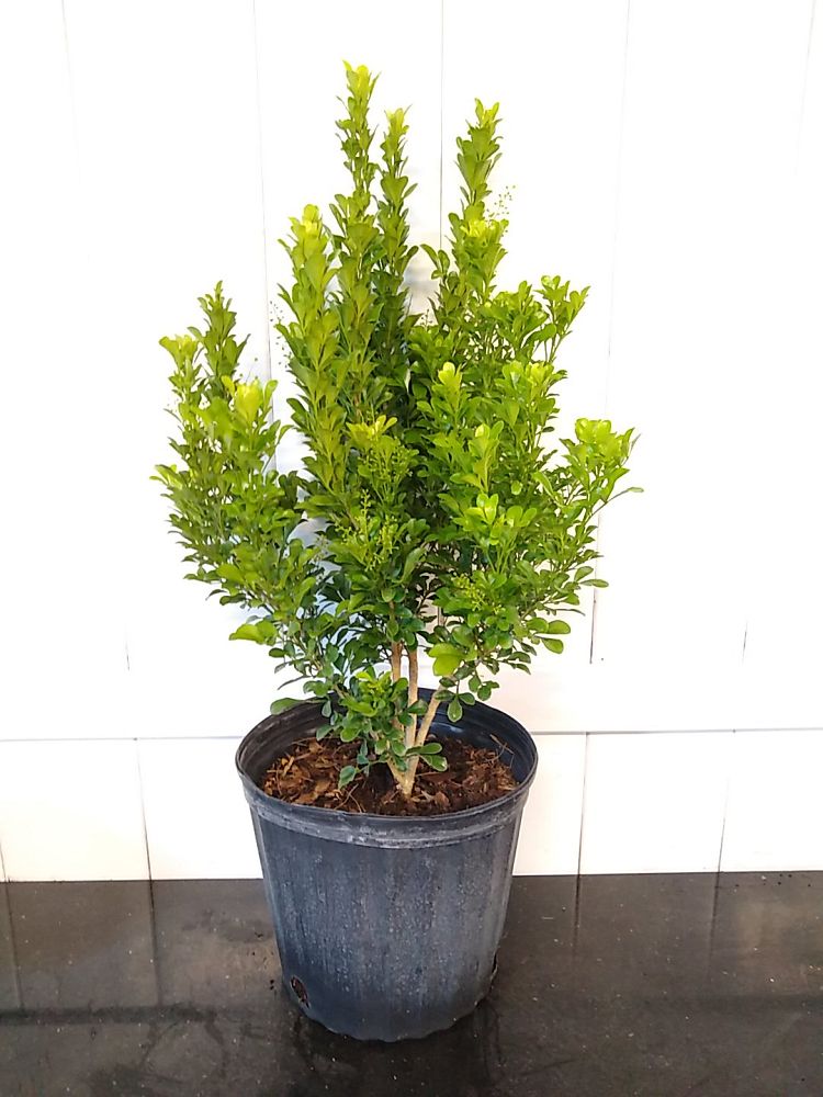 Chinese Perfume Tree | PlantVine