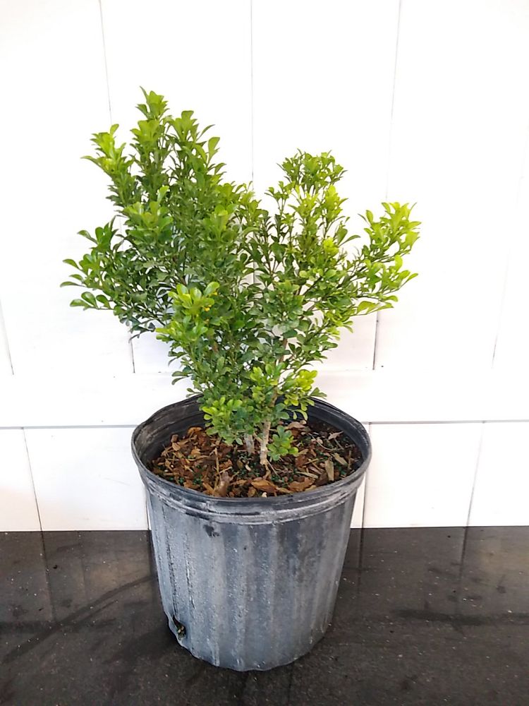 Chinese Perfume Tree | PlantVine