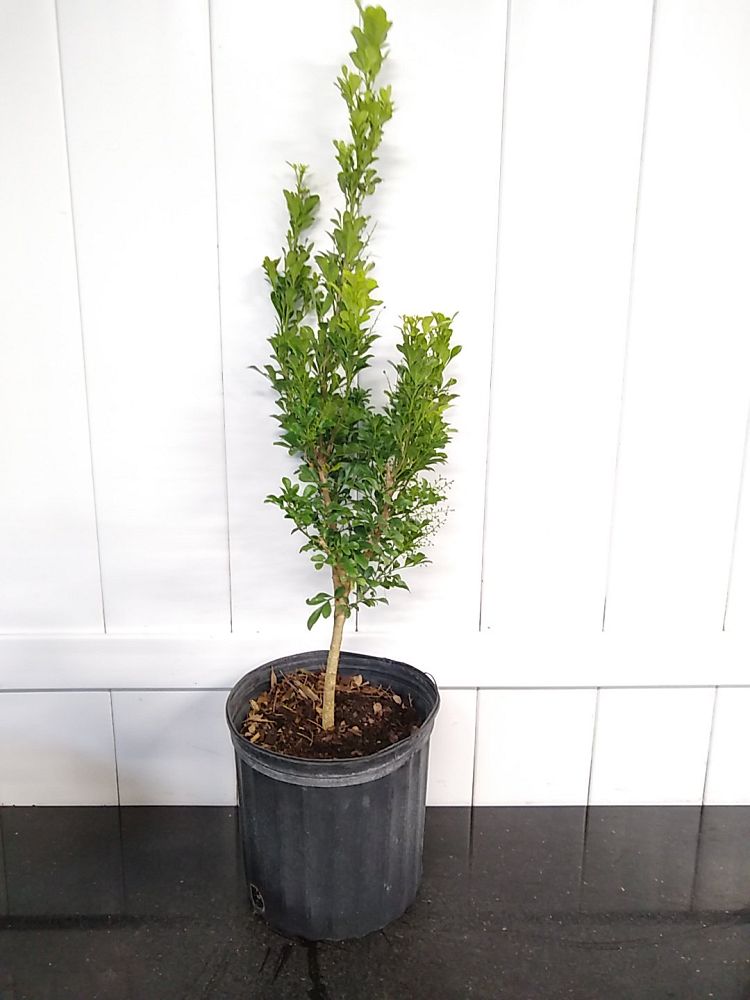 Chinese Perfume Tree | PlantVine