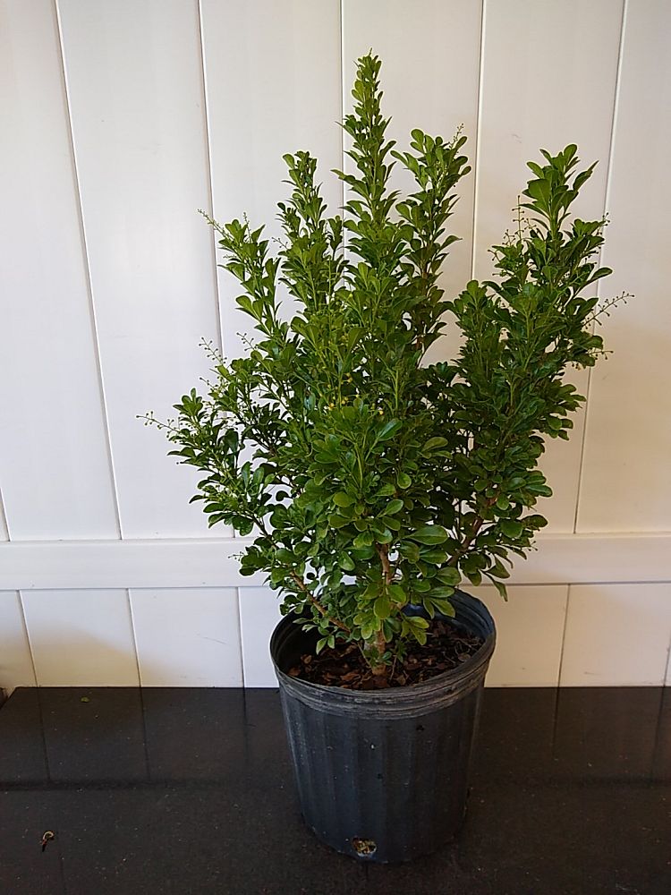 Chinese Perfume Tree | PlantVine