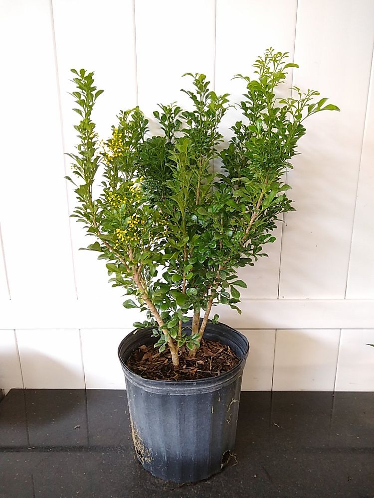 Chinese Perfume Tree | PlantVine