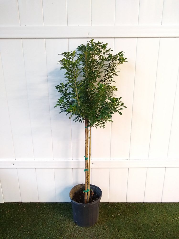 Chinese Perfume Tree | PlantVine