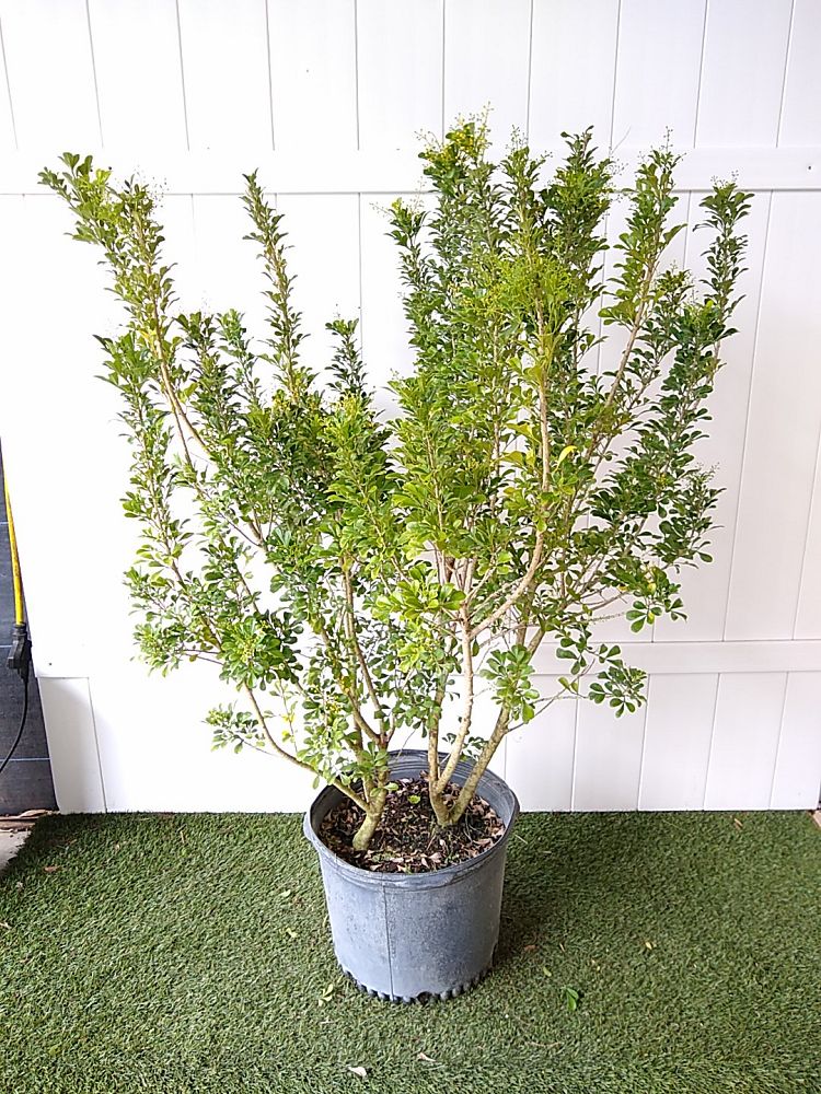 Chinese Perfume Tree | PlantVine