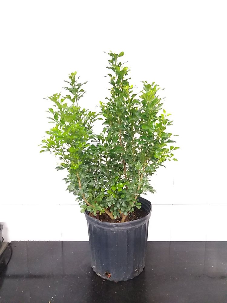 Chinese Perfume Tree | PlantVine