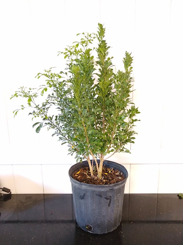 Chinese Perfume Tree | PlantVine