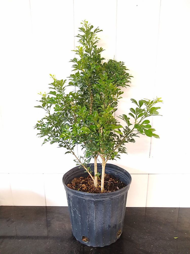 Chinese Perfume Tree | PlantVine