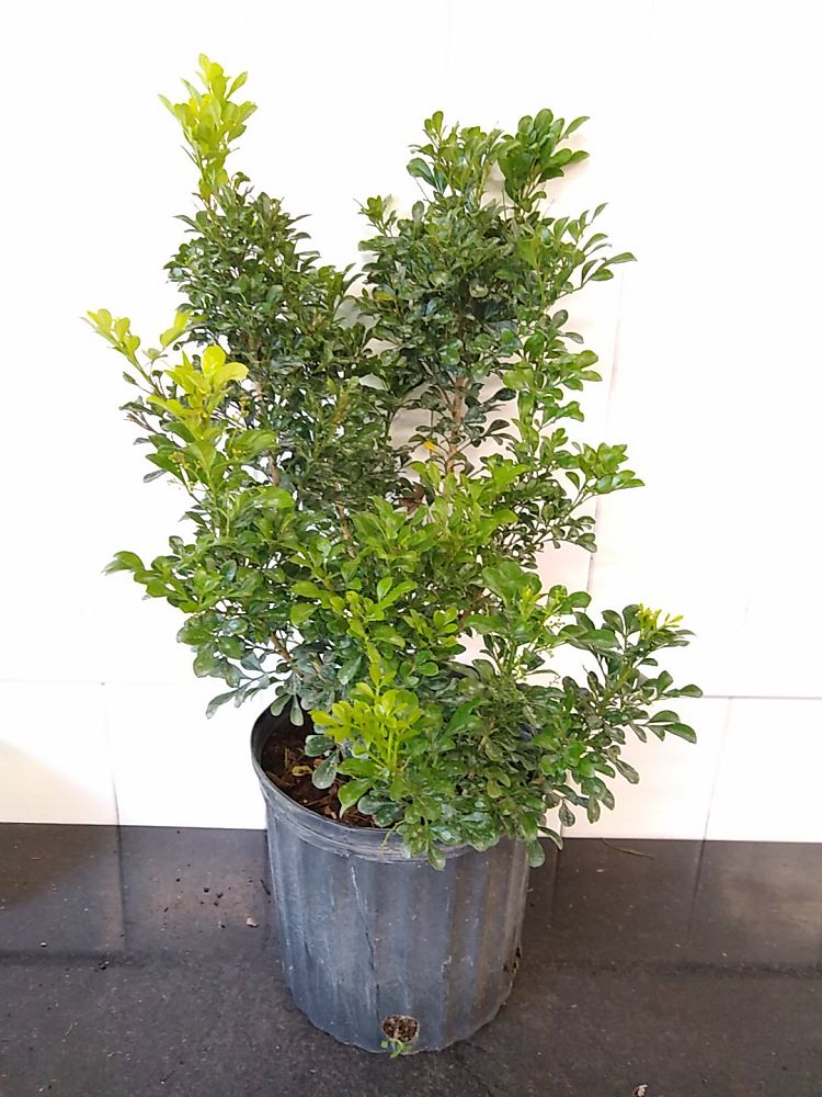 Chinese Perfume Tree | PlantVine