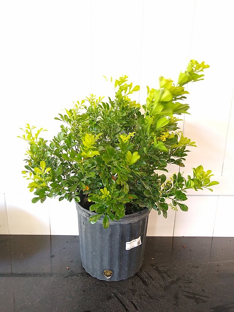 Chinese Perfume Tree | PlantVine