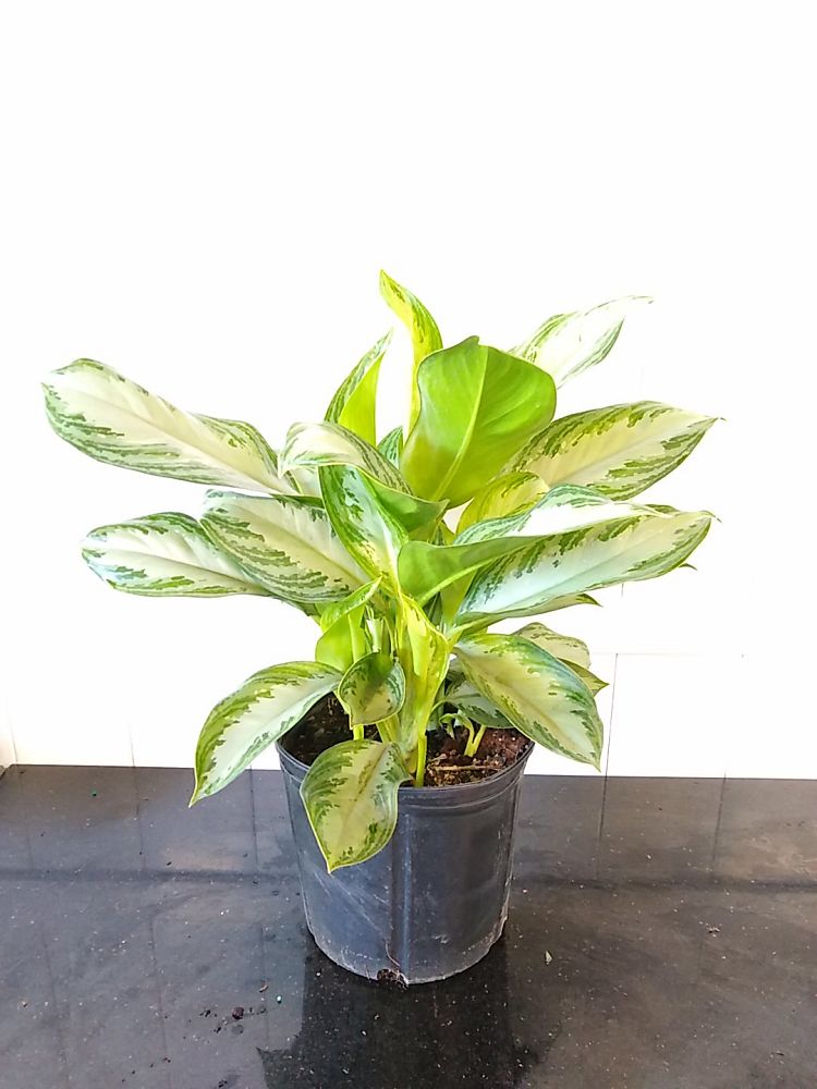 Aglaonema ‘Silver Bay’, Chinese Evergreen | PlantVine