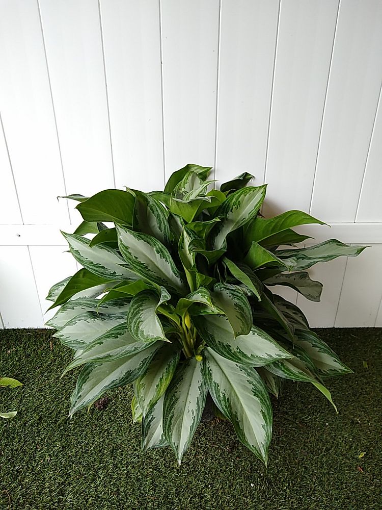 Aglaonema ‘Silver Bay’, Chinese Evergreen | PlantVine