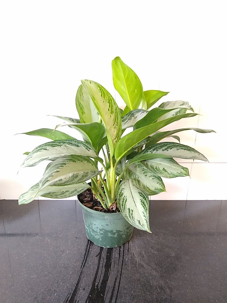 Aglaonema ‘Silver Bay’, Chinese Evergreen | PlantVine