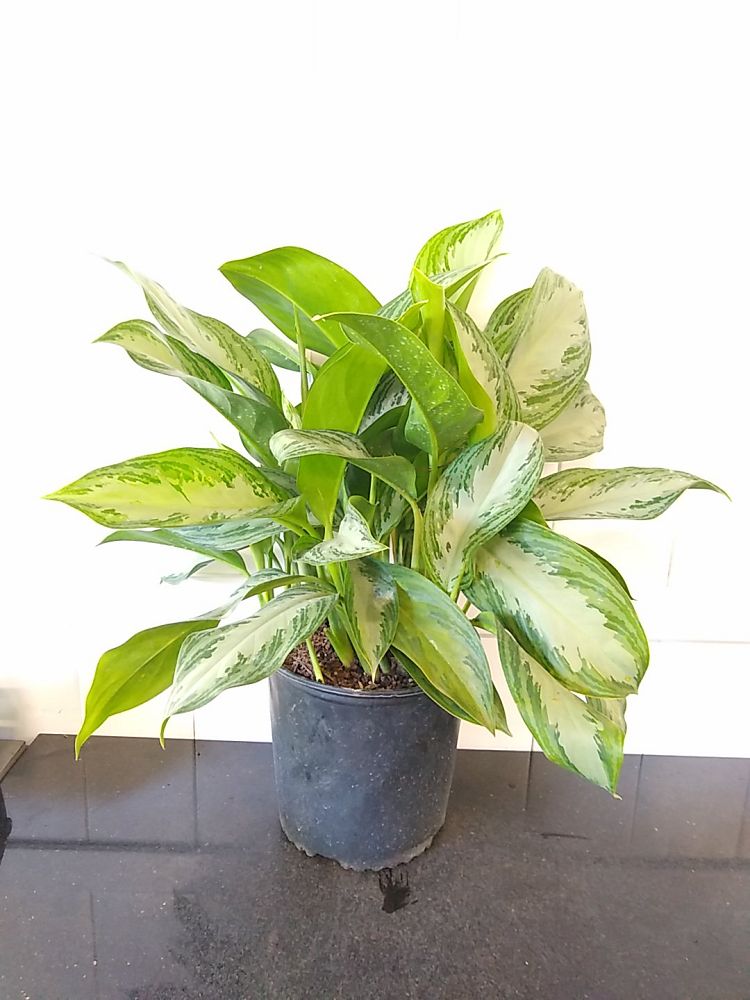 Aglaonema ‘Silver Bay’, Chinese Evergreen | PlantVine