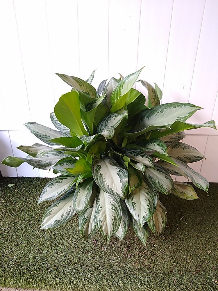 Aglaonema ‘Silver Bay’, Chinese Evergreen | PlantVine