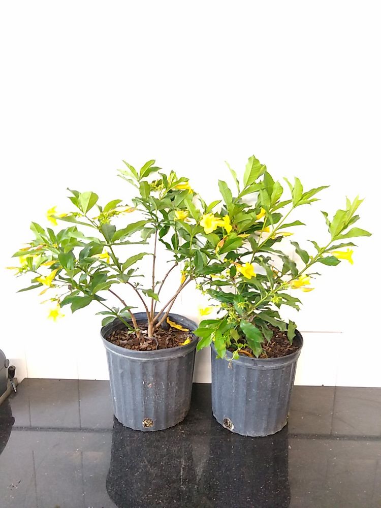 Allamanda schottii, Bush Allamanda | PlantVine