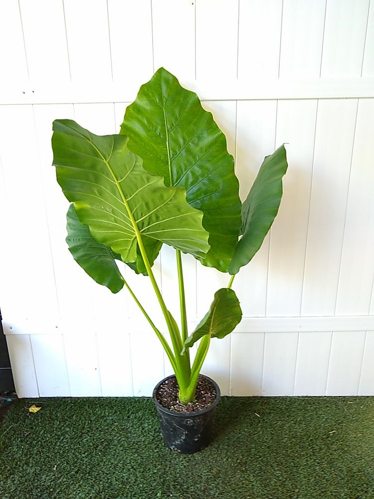 Alocasia macrorrhiza ‘Borneo Giant’, Elephant Ear | PlantVine