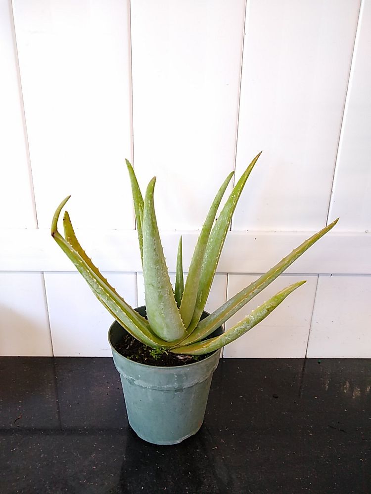 Aloe vera, Medicinal Aloe | PlantVine