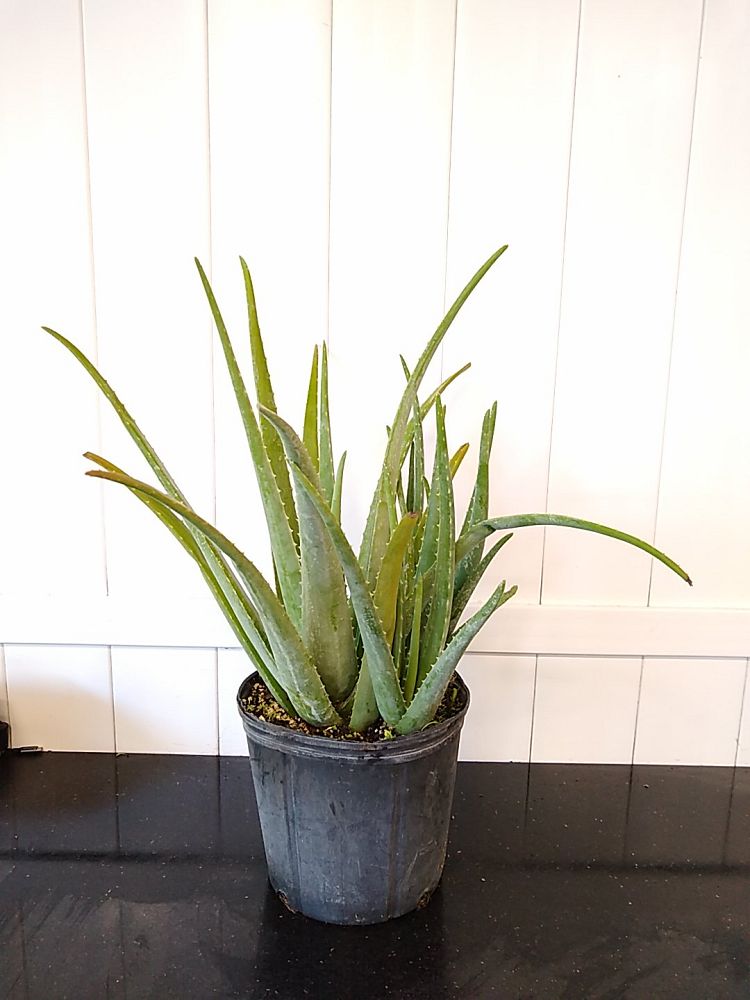 Aloe vera, Medicinal Aloe | PlantVine