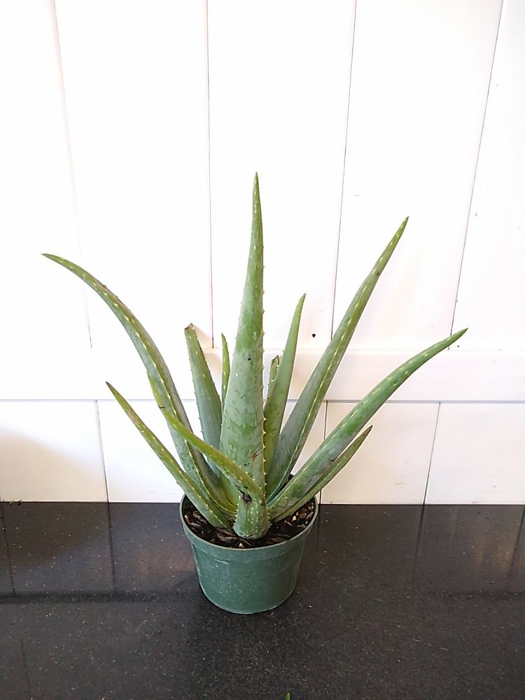 Aloe vera | PlantVine
