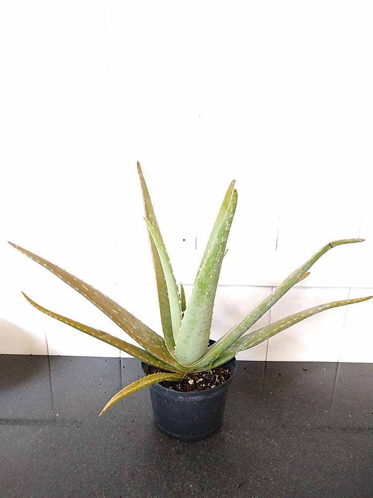 Aloe vera | PlantVine