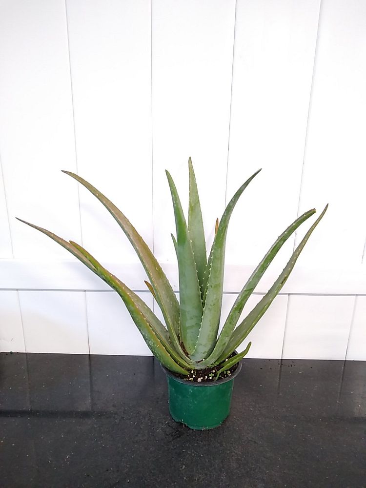 Aloe vera | PlantVine