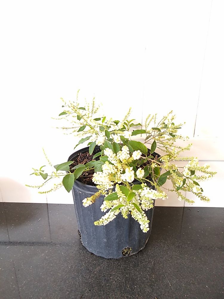 Buy Aloysia Virgata, Sweet Almond Bush Online | Get 10% OFF