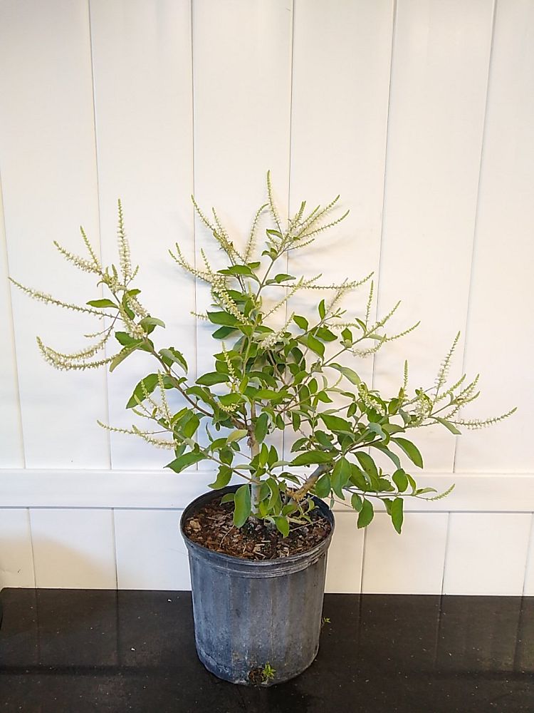 Buy Aloysia Virgata, Sweet Almond Bush Online | Get 10% OFF