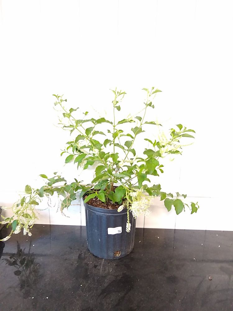 Buy Aloysia Virgata, Sweet Almond Bush Online | Get 10% OFF