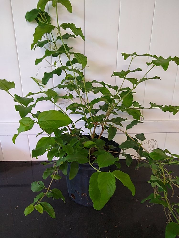 Buy Aloysia Virgata, Sweet Almond Bush Online | Get 10% OFF