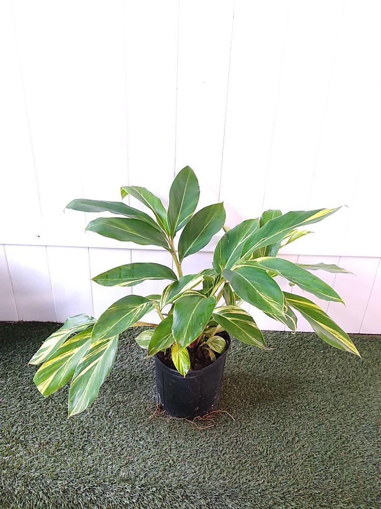 Alpinia zerumbet ‘Variegata’, Shell Ginger – Variegated | PlantVine
