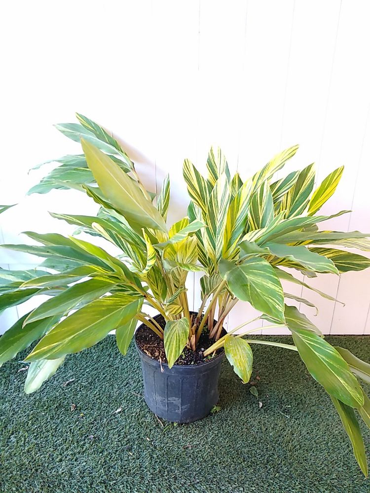 Alpinia zerumbet ‘Variegata’, Shell Ginger – Variegated | PlantVine