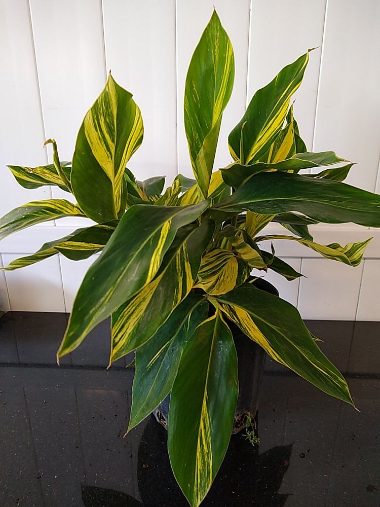 Alpinia zerumbet ‘Variegata’, Shell Ginger – Variegated | PlantVine