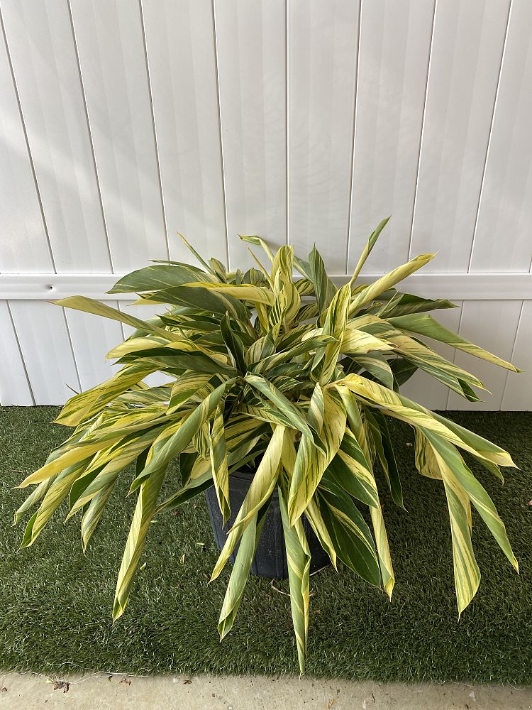 Alpinia zerumbet ‘Variegata’, Shell Ginger – Variegated | PlantVine