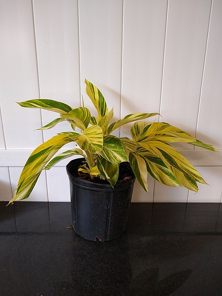 Alpinia zerumbet ‘Variegata’, Shell Ginger – Variegated | PlantVine
