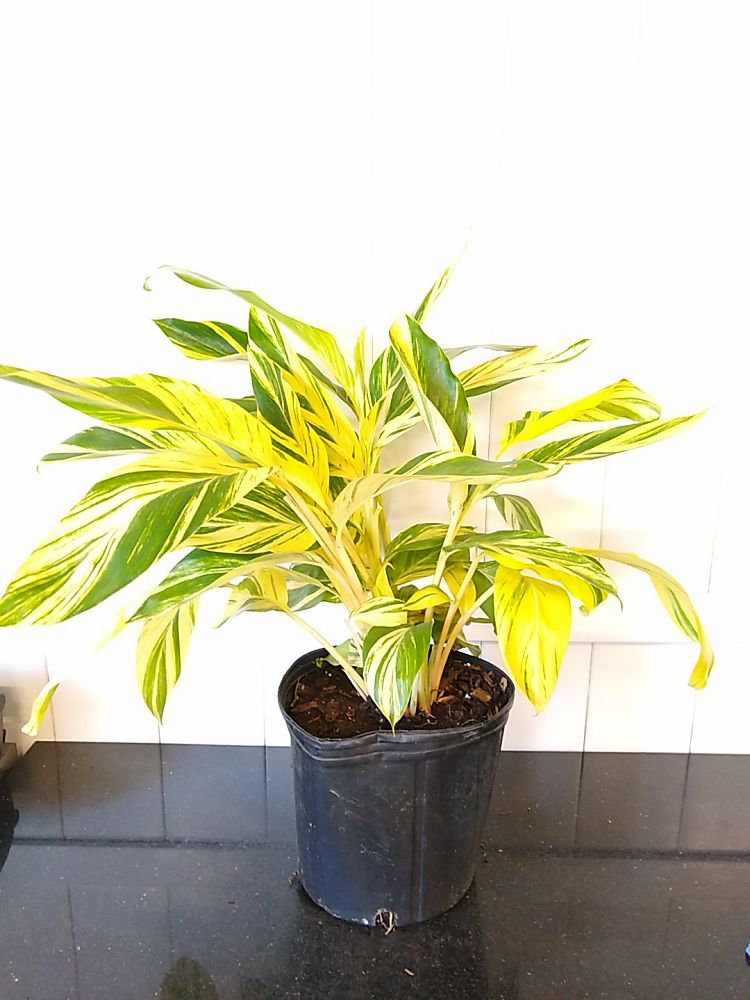 Alpinia zerumbet ‘Variegata’, Shell Ginger – Variegated | PlantVine