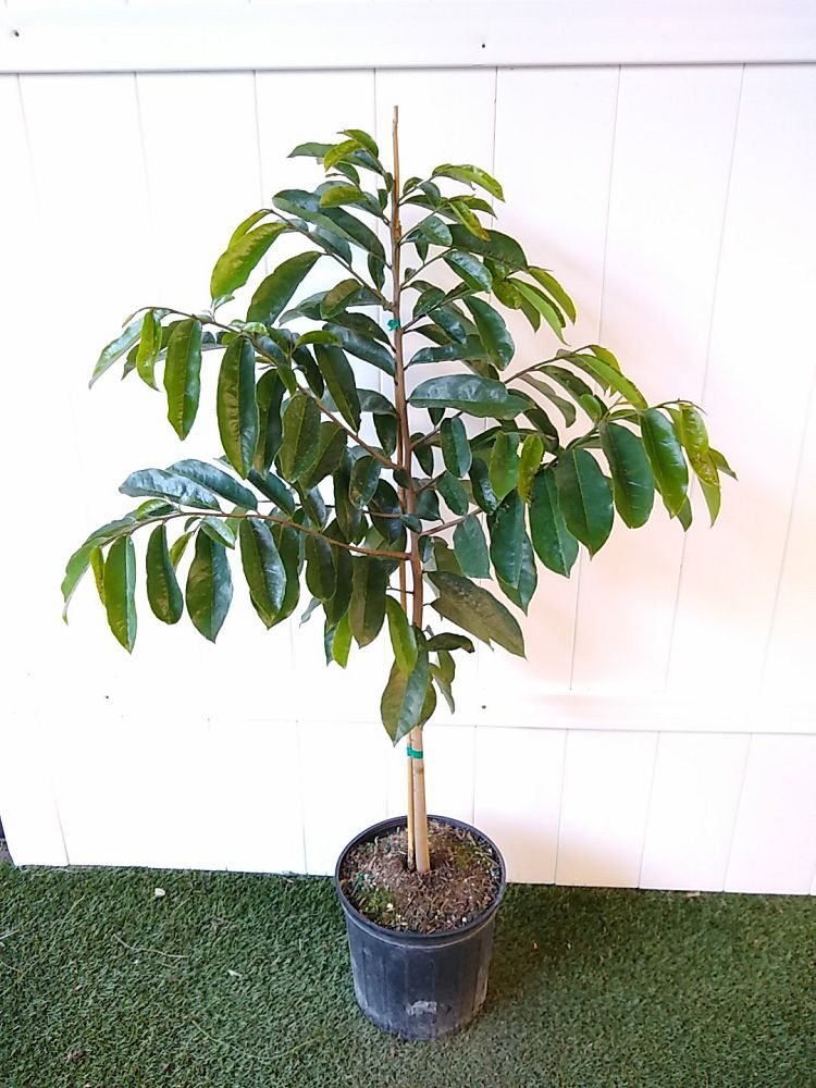 Guanabana Soursop Tree | PlantVine