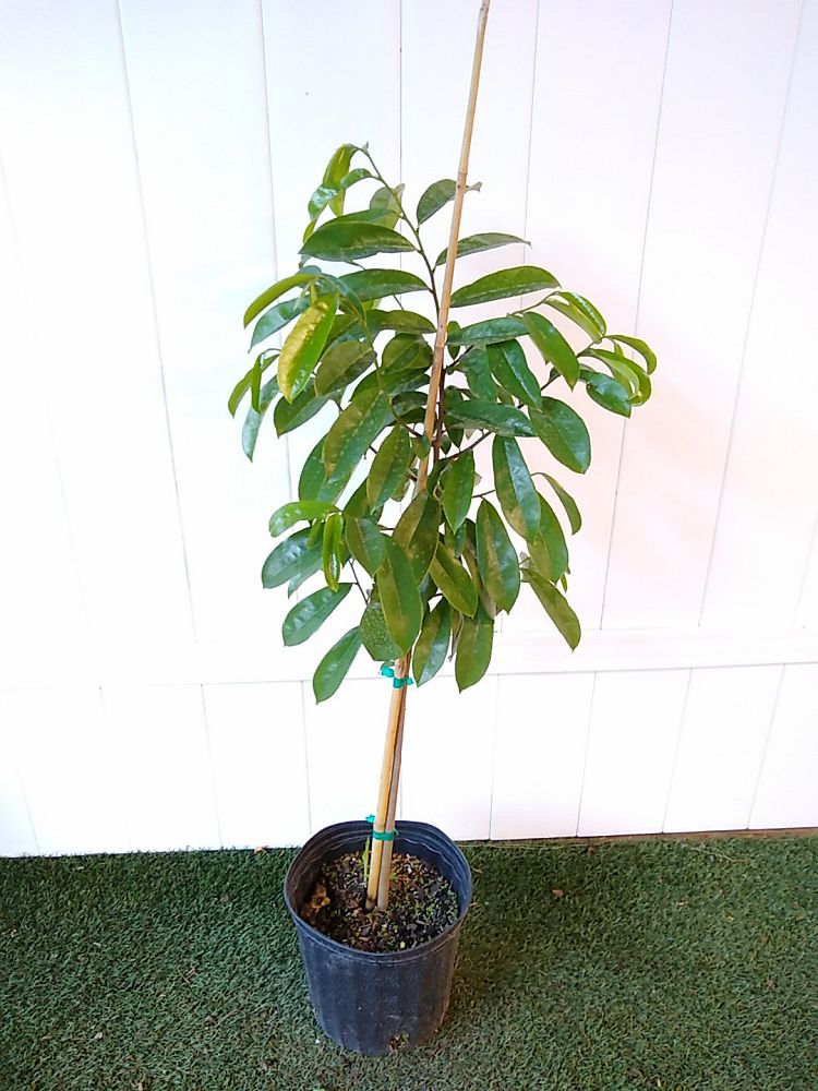 Guanabana Soursop Tree | PlantVine