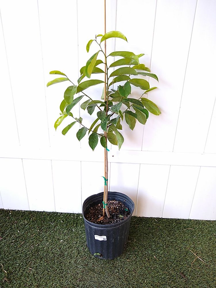 Guanabana Soursop Tree | PlantVine