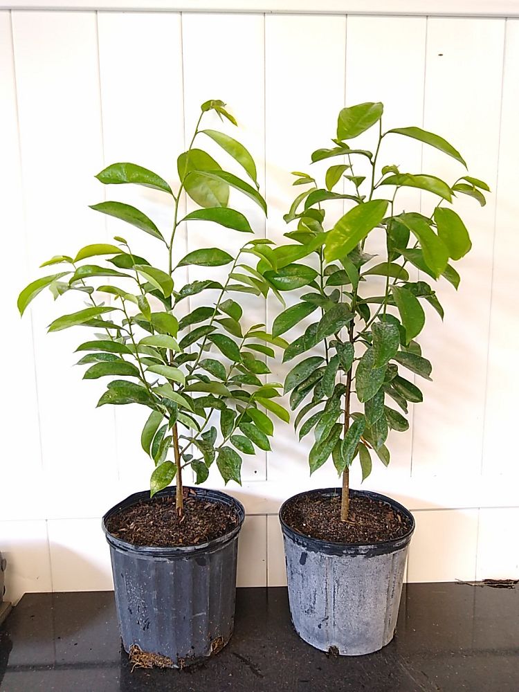 Guanabana Soursop Tree | PlantVine