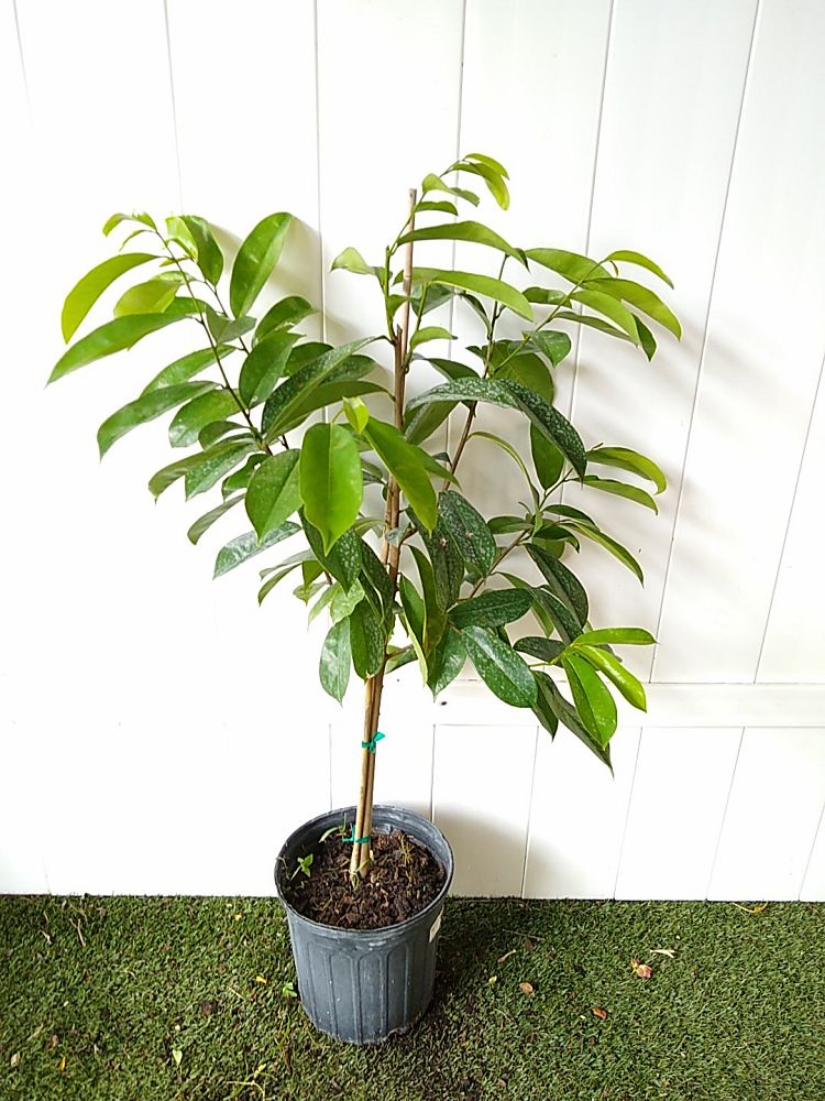 Guanabana Soursop Tree | PlantVine