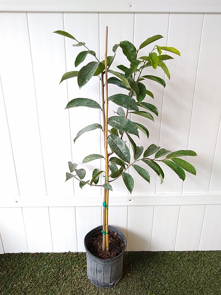 Guanabana Soursop Tree | PlantVine