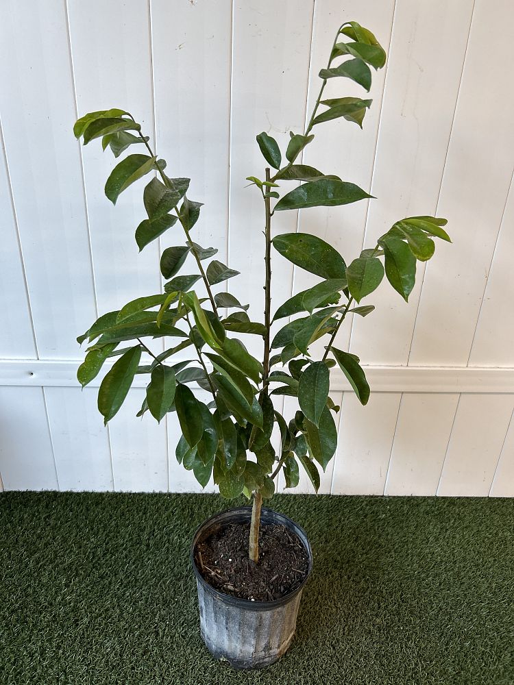 Guanabana Soursop Tree | PlantVine